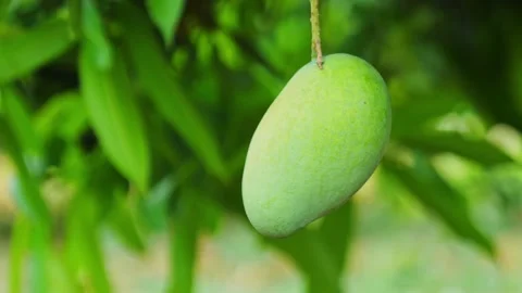 Raw mango hanging on tree Swinging due t... | Stock Video | Pond5