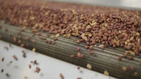 Raw nuts on a conveyor belt. Drying, roa... | Stock Video | Pond5