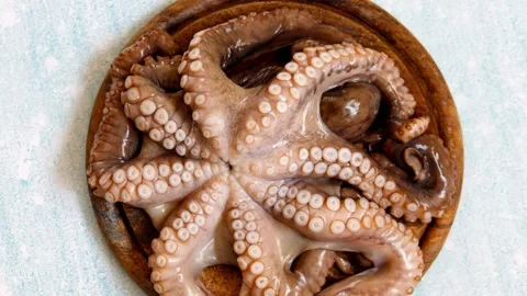Gross Tentacles Stock Videos – Royalty-Free HD & 4K Videos | Pond5