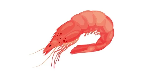 Shrimp Icon Stock Videos – Royalty-Free HD & 4K Videos | Pond5