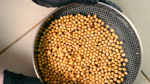 Raw soybean seeds top view. Filtration o... | Stock Video | Pond5