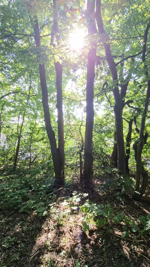 Rays of sunshine shine through the leave... | Stock Video | Pond5