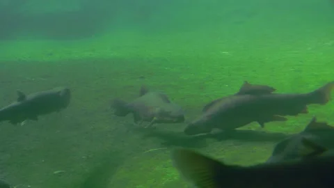 Razorback Stock Video Footage | Royalty Free Razorback Videos | Pond5