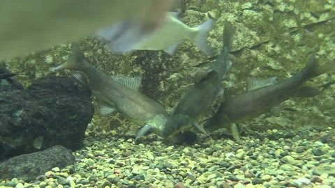 Razorback Stock Video Footage | Royalty Free Razorback Videos | Pond5