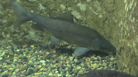 Razorback Stock Video Footage | Royalty Free Razorback Videos | Pond5