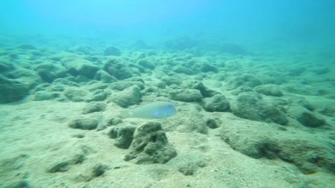 Razorfish is Swimming | Stock Video | Pond5