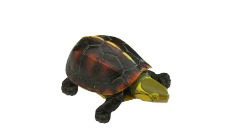 real 3d turtle background and animation,... | Stock Video | Pond5