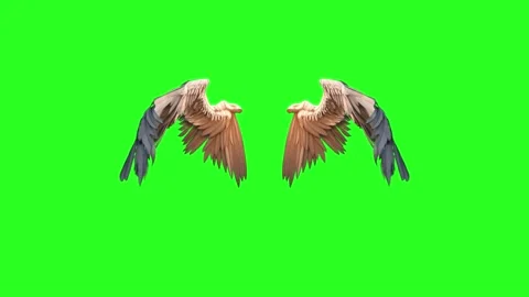 Real Angel wings green screen pack of th... | Stock Video | Pond5