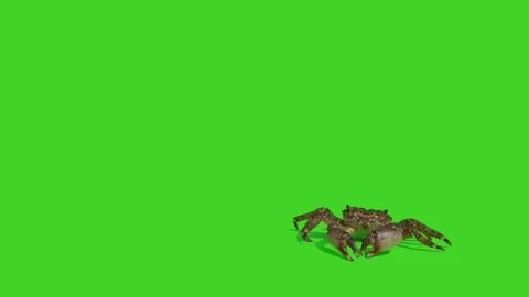 Crab Green Screen Stock Footage ~ Royalty Free Stock Videos | Pond5