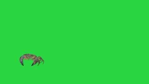 Crab Green Screen Stock Footage ~ Royalty Free Stock Videos | Pond5