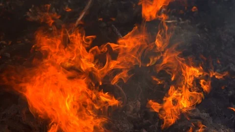 Real fire flame burning garbage to black... | Stock Video | Pond5