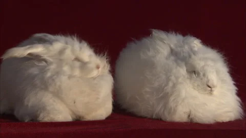 Male Baby Video Stock Videos – Royalty-Free HD & 4K Videos | Pond5