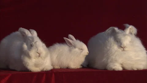 Male Baby Video Stock Videos – Royalty-Free HD & 4K Videos | Pond5