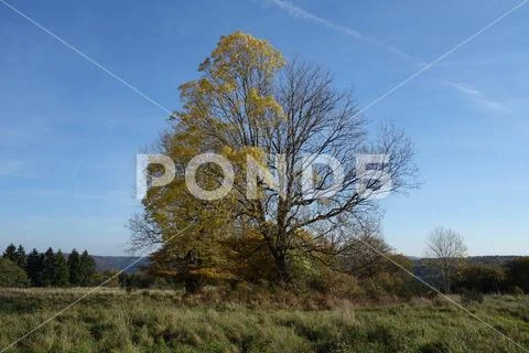 Real life four seasons tree . Tree half equipped with leaves and half ...