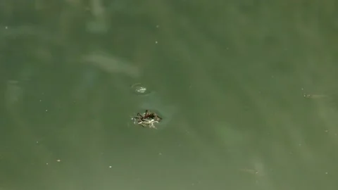 Insect Life Cycle Stock Footage ~ Royalty Free Stock Videos | Pond5