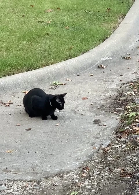 A Real Life Tom and Jerry Scene between ... | Stock Video | Pond5