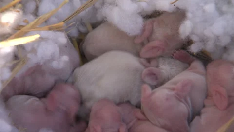 Real life Video of Newly Born Baby Rabbi... | Stock Video | Pond5