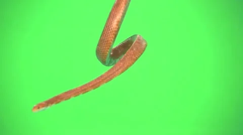 Real live snake on green screen | Stock Video | Pond5