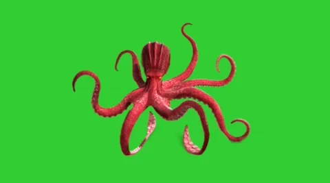 Octopus Green Screen Stock Footage ~ Royalty Free Stock Videos | Pond5