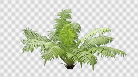 Real Plant Fern with Alpha Cchannel | Stock Video | Pond5