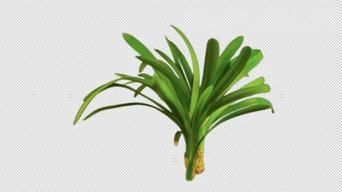 Real Plants with Alpha Channel | Stock Video | Pond5