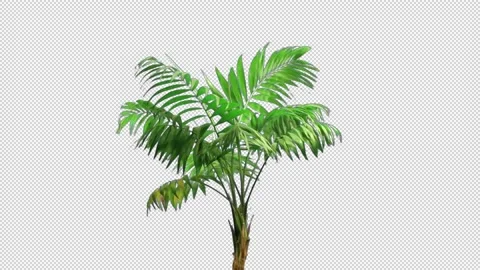 Real Plants with Alpha Channel, Palm | Stock Video | Pond5