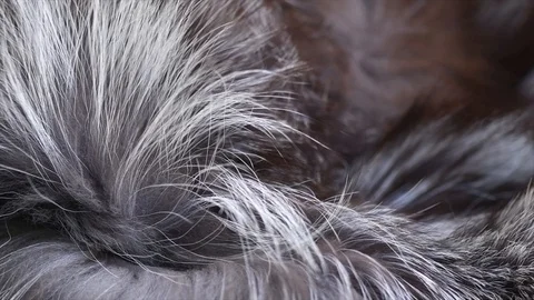 Real silver fox Fur background. Gray wit... | Stock Video | Pond5