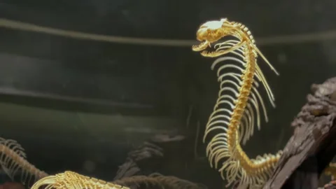 King Cobra Stock Videos – Royalty-Free HD & 4K Videos