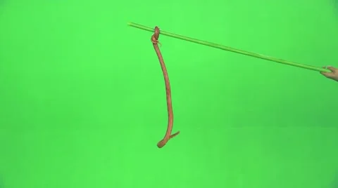 Real snake on green screen | Stock Video | Pond5