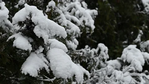 Real Snow Falling at moody winter day, i... | Stock Video | Pond5