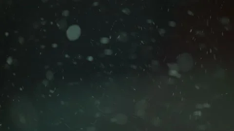 Real Snow, falling snow isolated on blac... | Stock Video | Pond5