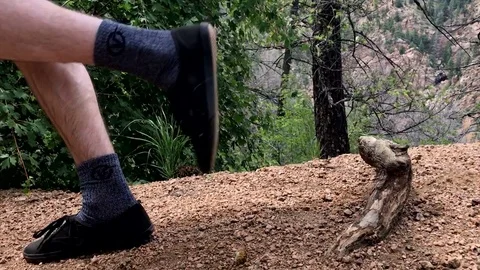 Tripping Animals Stock Videos – Royalty-Free HD & 4K Videos | Pond5