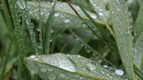 Real time close up of water drops on pla... | Stock Video | Pond5