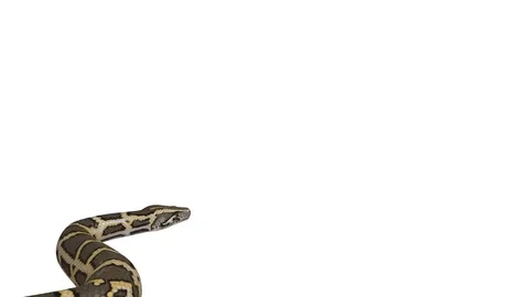 Python Stock Footage ~ Royalty Free Stock Videos | Pond5