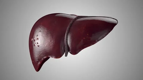 Realistic 3d animation of human liver si... | Stock Video | Pond5