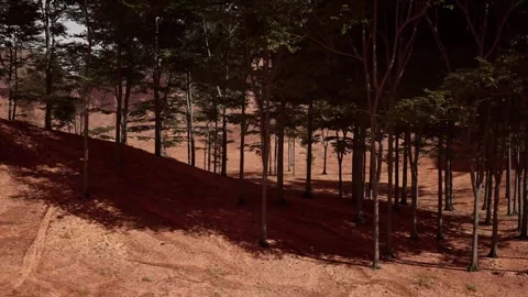 Realistic 3D computer animation of trees... | Stock Video | Pond5