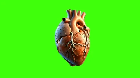 Human Heart Green Screen Stock Video Footage | Royalty Free Human Heart ...
