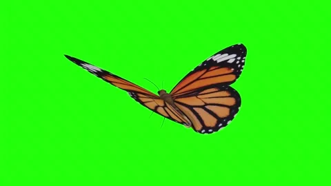 Realistic Butterfly Stock Footage ~ Royalty Free Stock Videos | Pond5