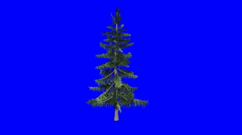 Realistic Animated Pine Tree: Loop + Ma... | Stock Video | Pond5