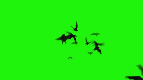 Greenscreen Bats Stock Video Footage | Royalty Free Greenscreen Bats ...