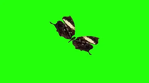 Realistic butterfly animation on green s... | Stock Video | Pond5