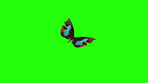 Realistic butterfly animation on green s... | Stock Video | Pond5