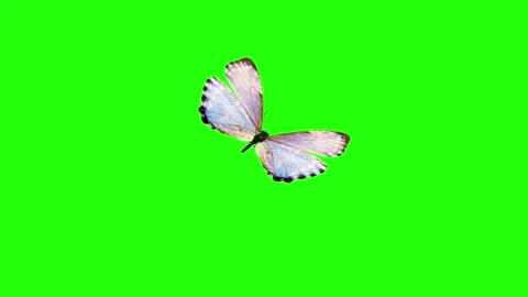 Realistic butterfly animation on green s... | Stock Video | Pond5