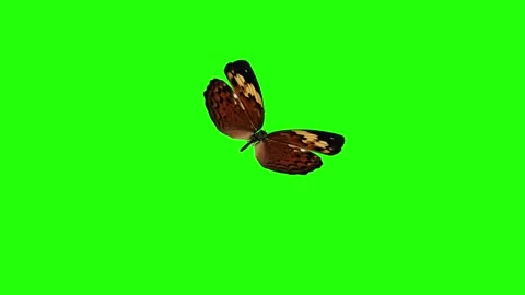Realistic butterfly animation on green s... | Stock Video | Pond5