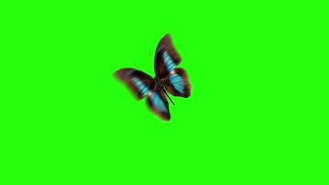 Realistic butterfly animation on green s... | Stock Video | Pond5