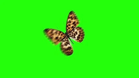 Realistic butterfly animation on green s... | Stock Video | Pond5