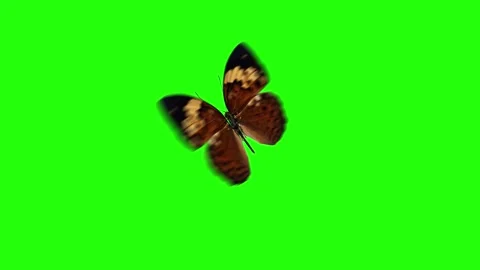 Realistic butterfly animation on green s... | Stock Video | Pond5