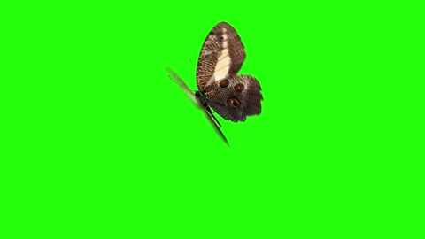 Realistic butterfly animation on green s... | Stock Video | Pond5