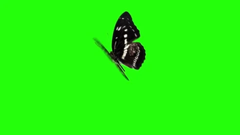 Realistic butterfly animation on green s... | Stock Video | Pond5