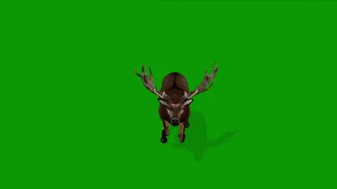 Realistic Deer Run Fast Front Side On Gr... | Stock Video | Pond5